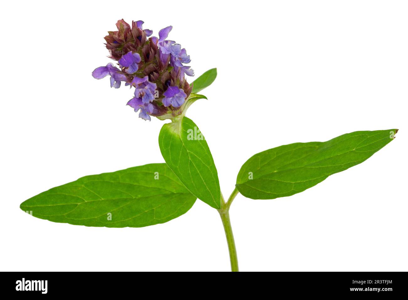 Self heal flower leaf Cut Out Stock Images & Pictures - Alamy