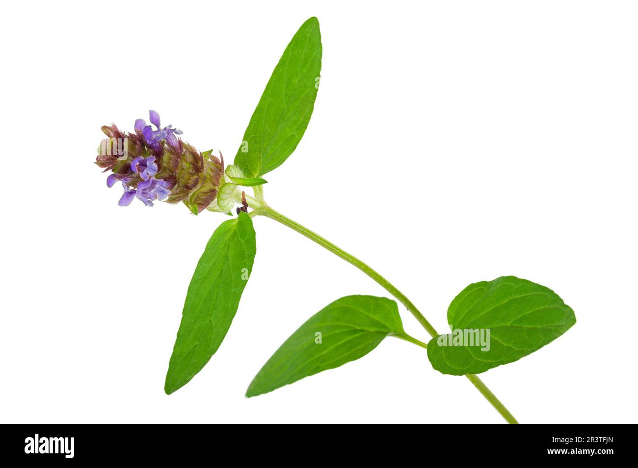 Medicinal plant: Prunella vulgaris. Self-Heal Stock Photo - Alamy