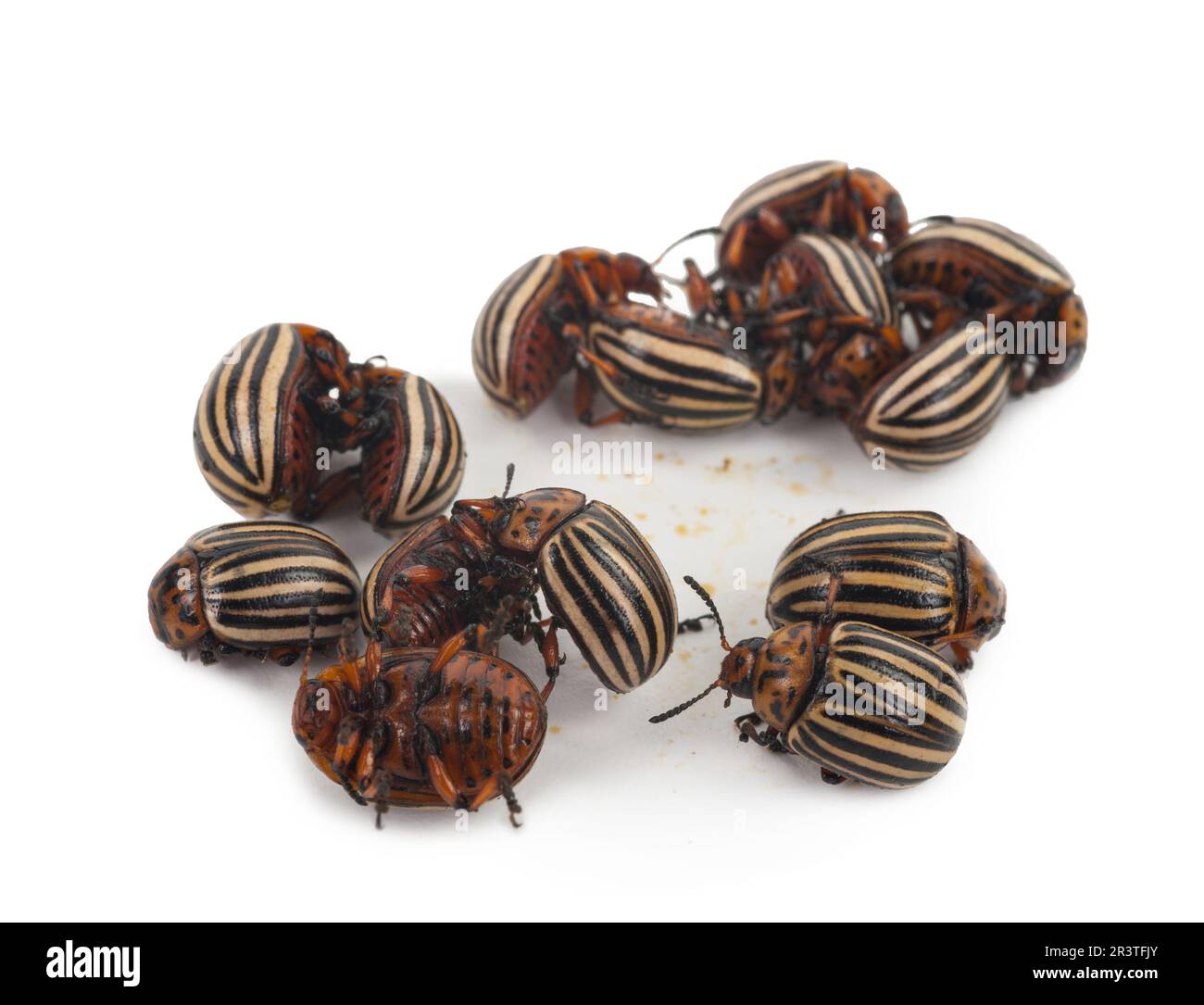 Striped beetles hi-res stock photography and images - Alamy