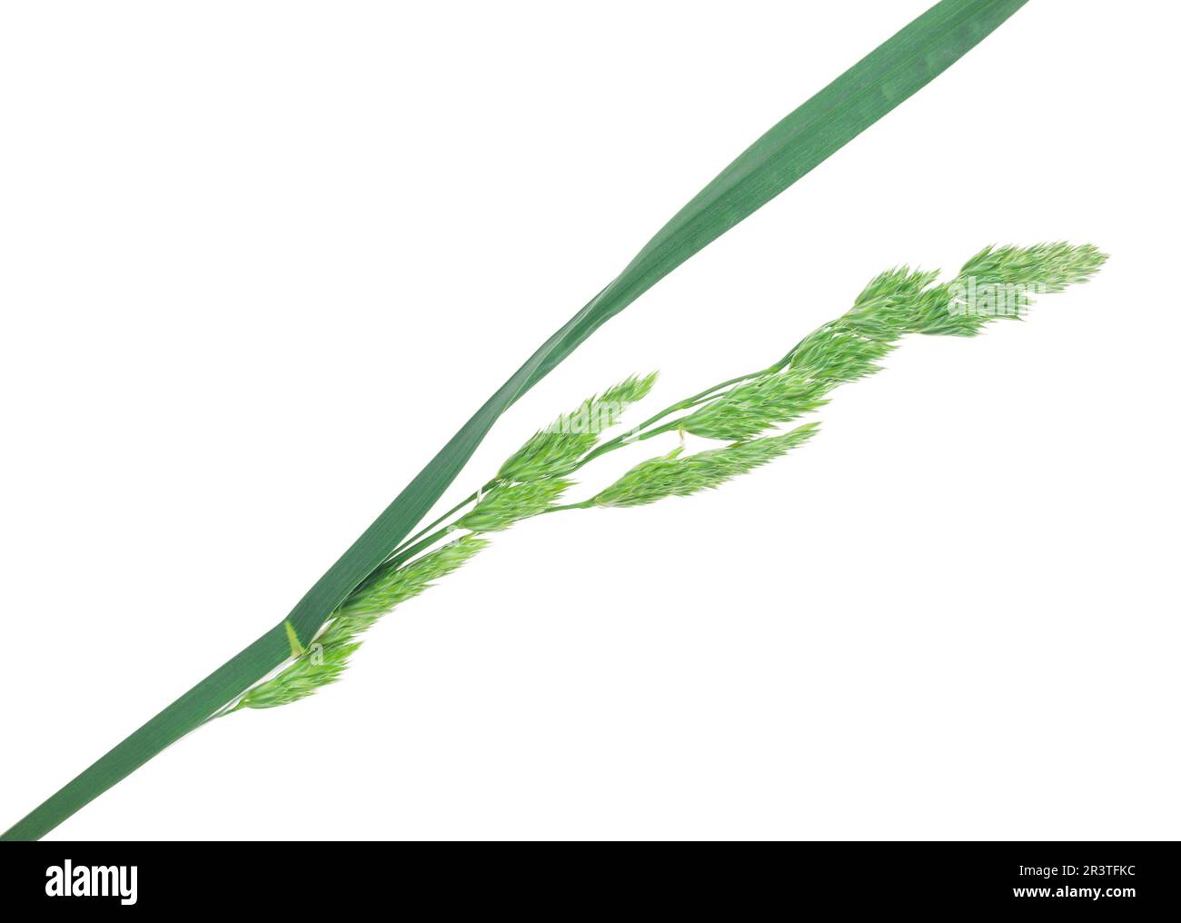 Medicinal plant: Elytrigia repens. Couch-grass Stock Photo - Alamy