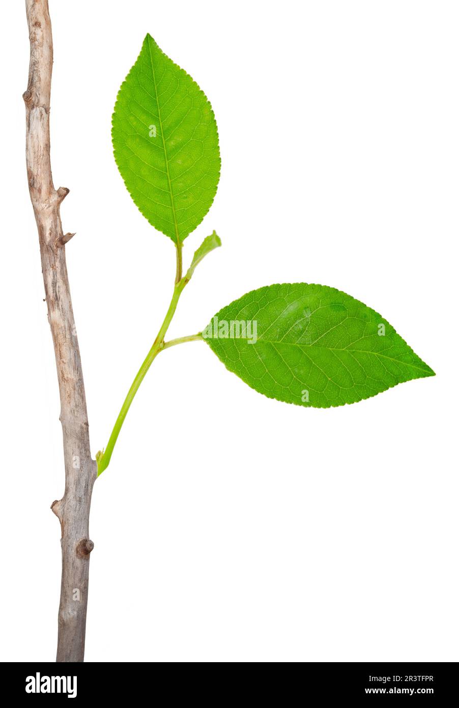 Branch with leaf Cut Out Stock Images & Pictures - Alamy
