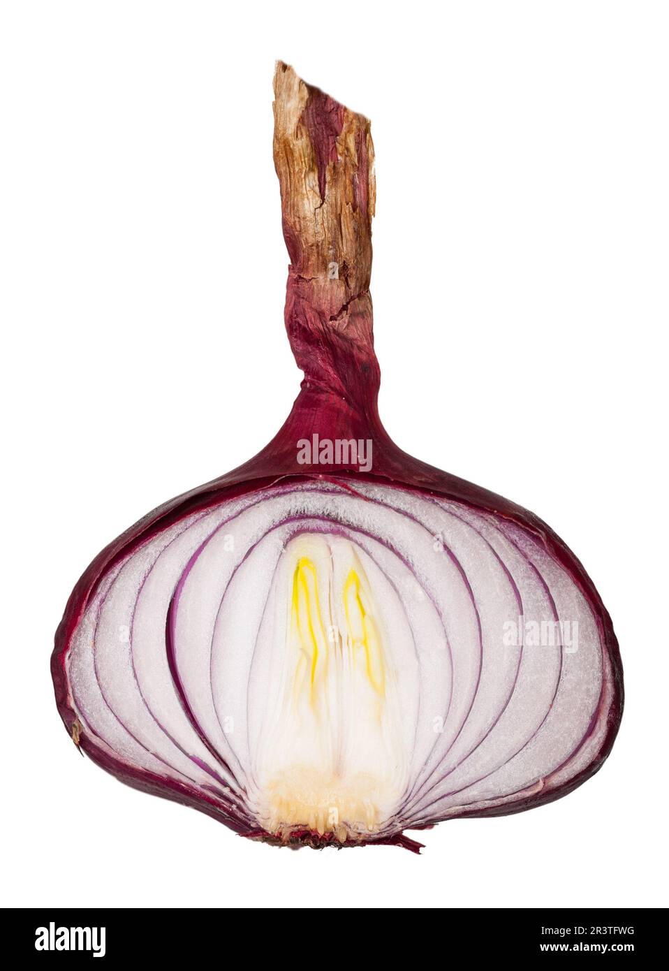 Cross section of an onion Cut Out Stock Images & Pictures - Alamy