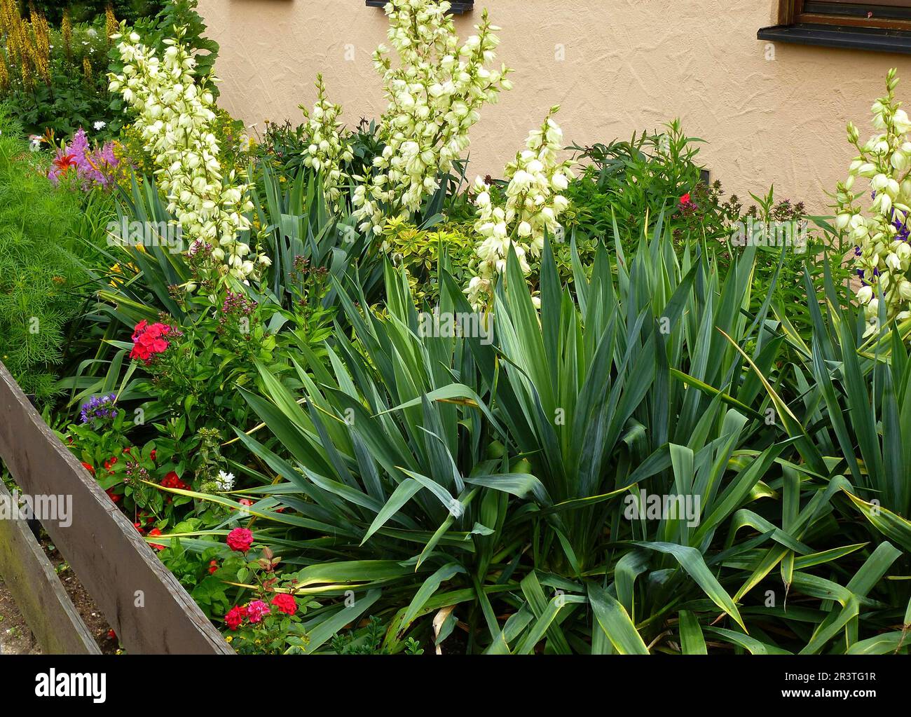 Yucca flowering in the garden, yuccas (Yucca), Yuccas Stock Photo - Alamy