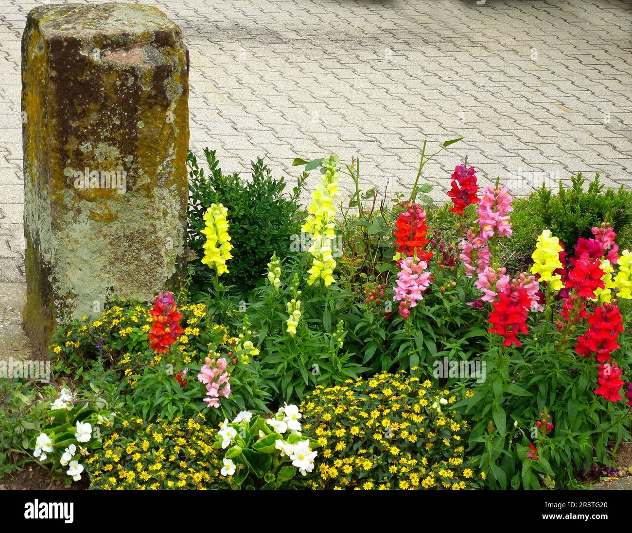 Snapdragon flowering in the front garden, common snapdragon ...