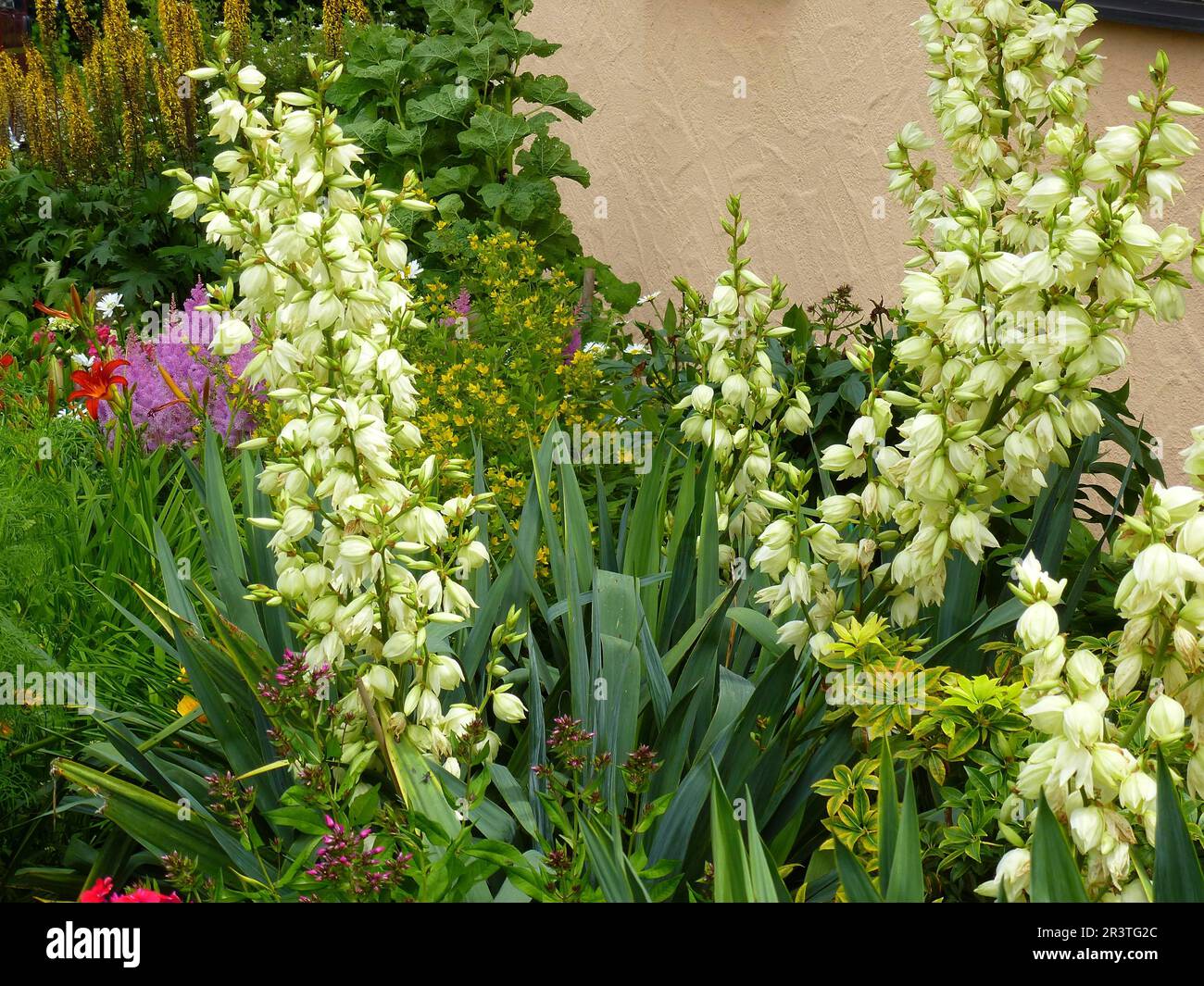 Yucca flowering in the garden, yuccas (Yucca), Yuccas Stock Photo - Alamy