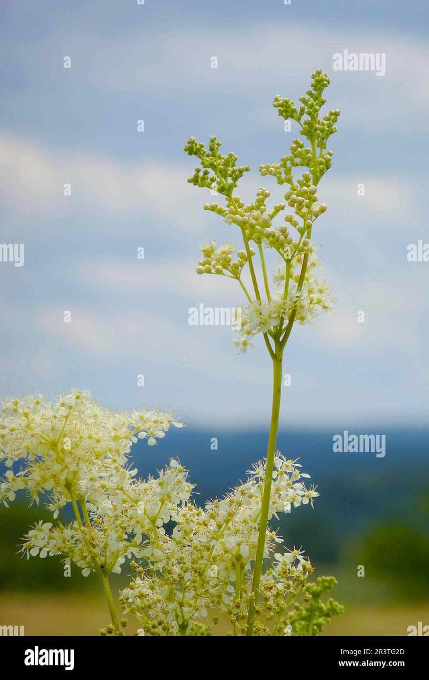 Medicinal plant : Meadowsweet (Filipendula ulmaria) flowering, True ...