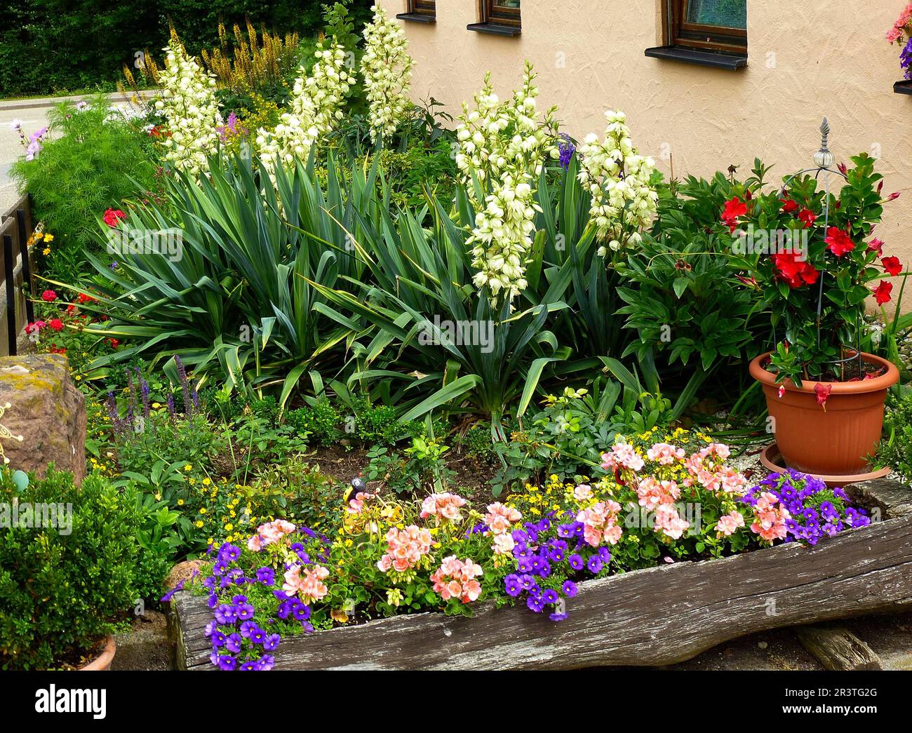 Yucca flowering in the garden, yuccas (Yucca), Yuccas Stock Photo - Alamy