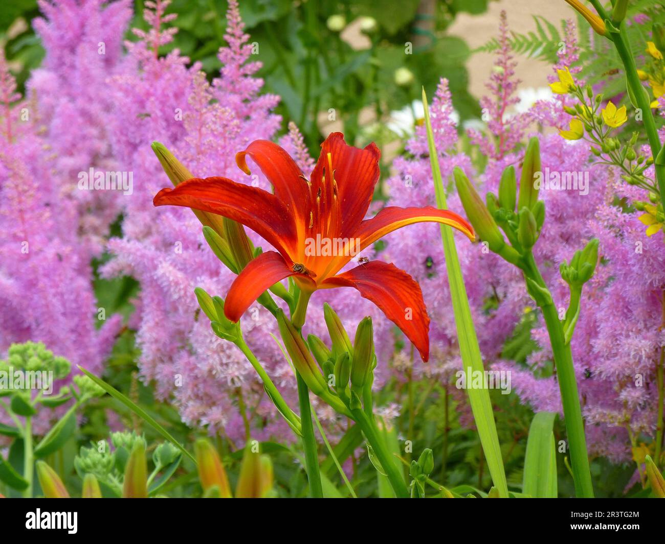 Astilbe flowering in the garden, Prachtspieren (Astilbe), Daylily with ...