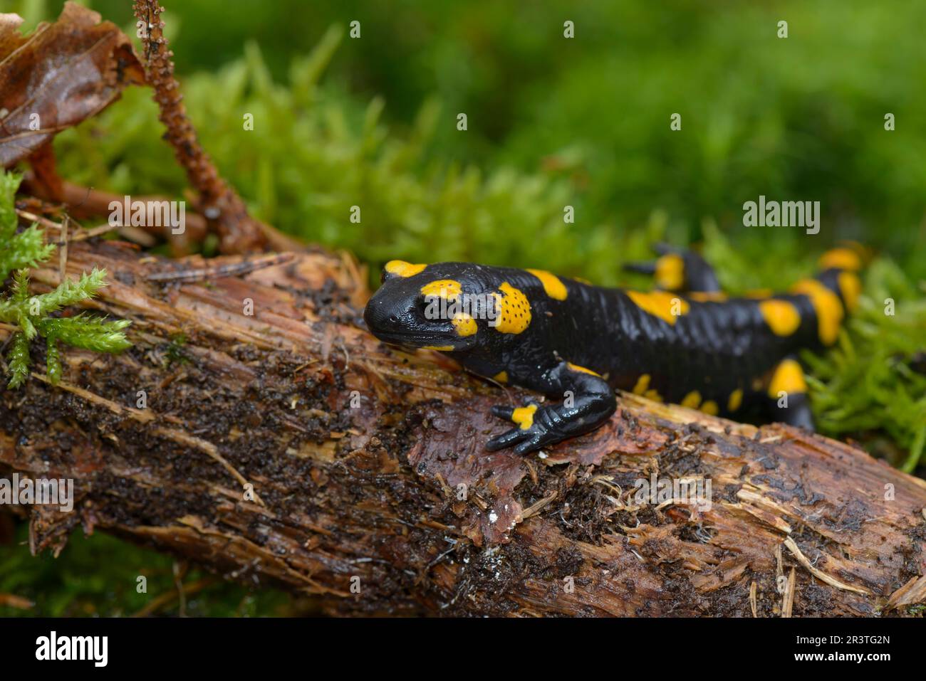 Fire salamander (Salamandra salamandra), on moss, Bavaria, Germany ...