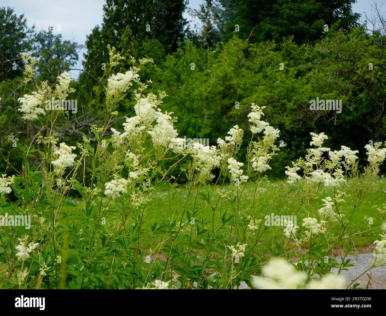 Medicinal plant : Meadowsweet (Filipendula ulmaria) flowering, True ...