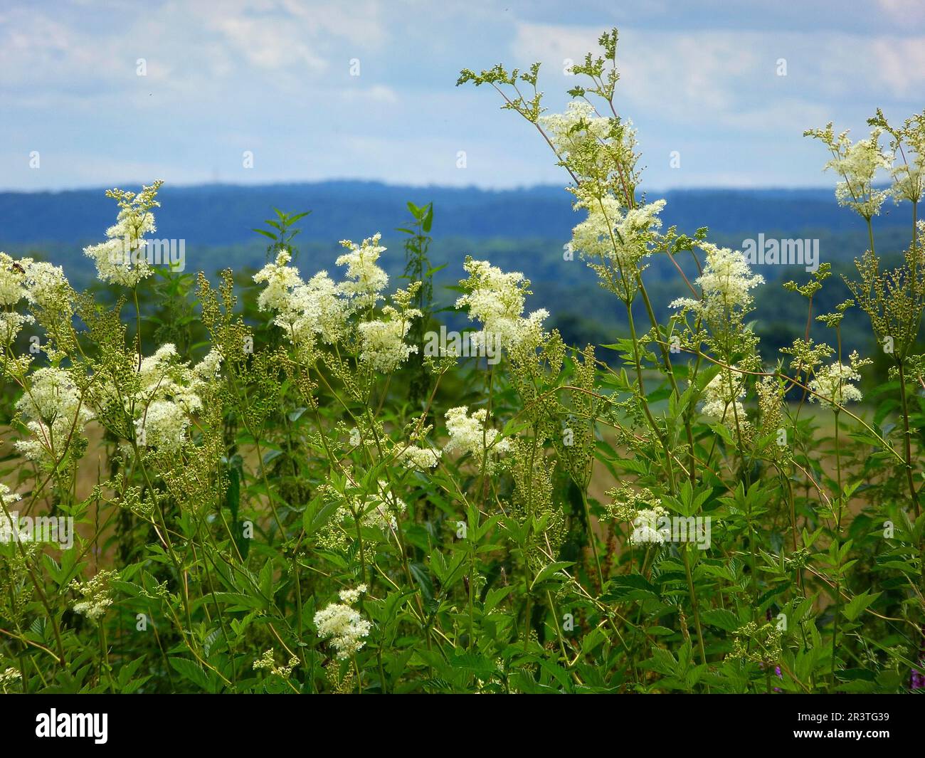 Medicinal plant : Meadowsweet (Filipendula ulmaria) flowering, True ...