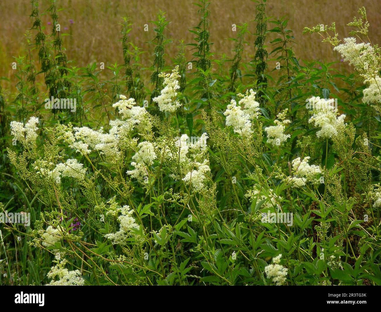 Medicinal plant : Meadowsweet (Filipendula ulmaria) flowering, True ...