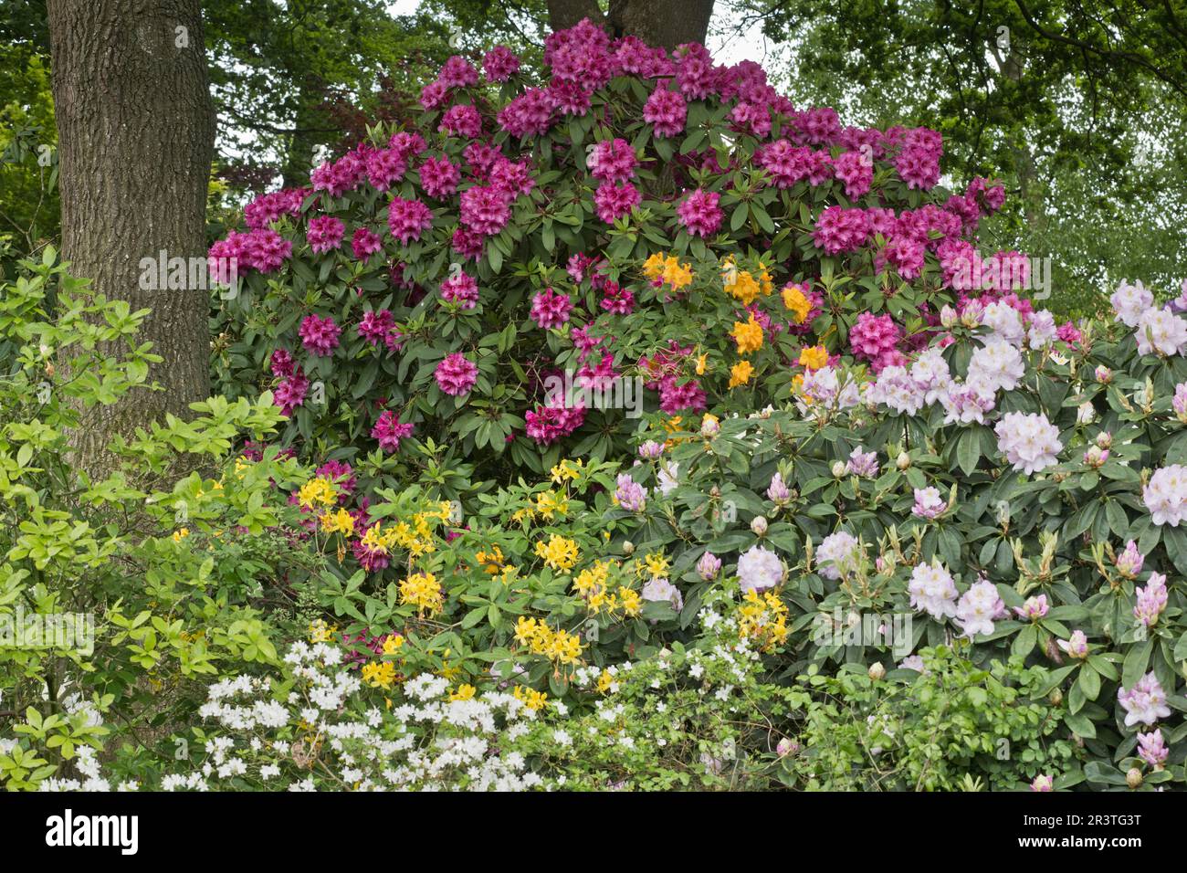 Rhododendron rhododendron gomer waterer hi-res stock photography and ...