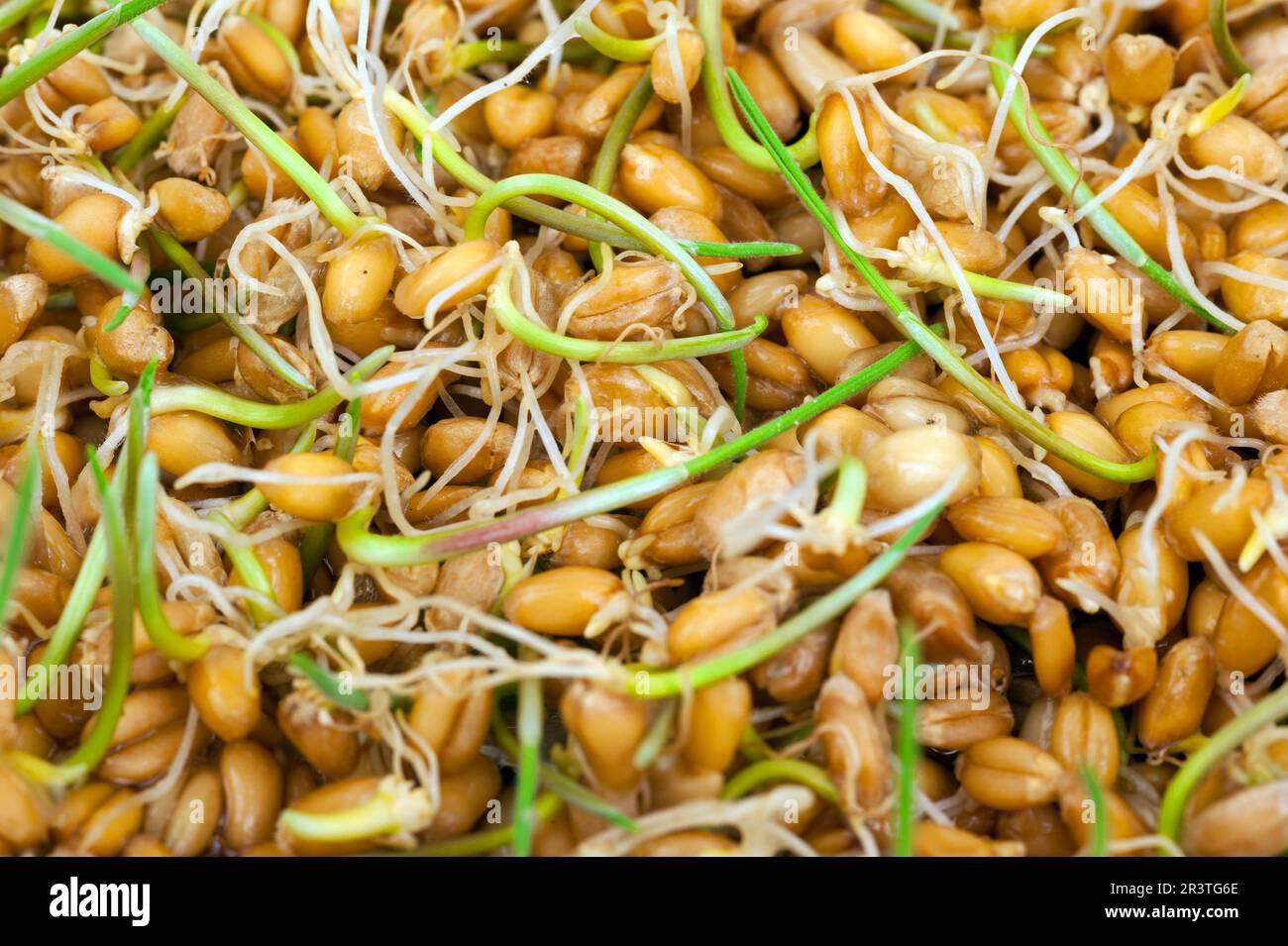 Germination grain wheat hi-res stock photography and images - Alamy