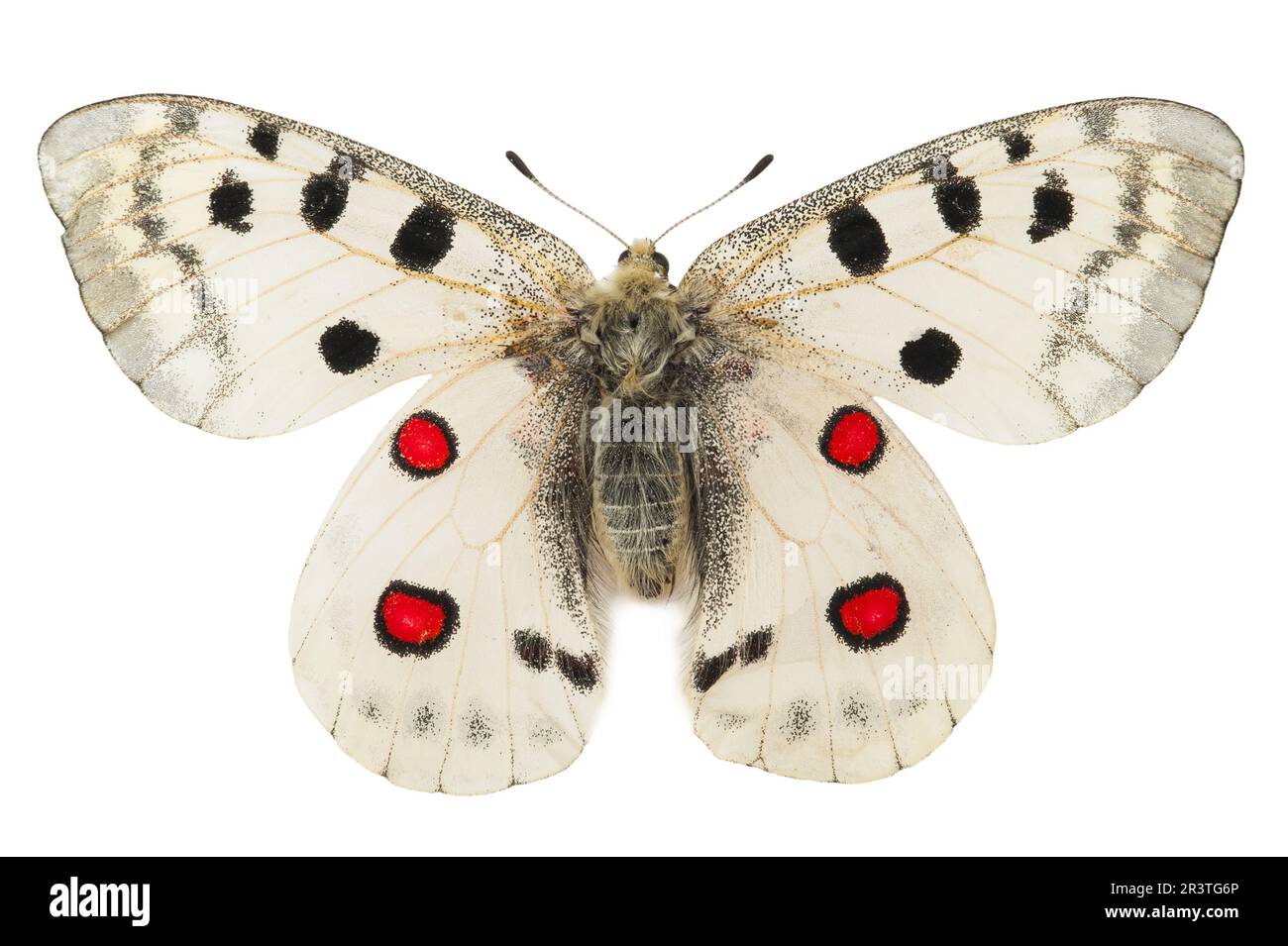 Apollo design Cut Out Stock Images & Pictures - Alamy