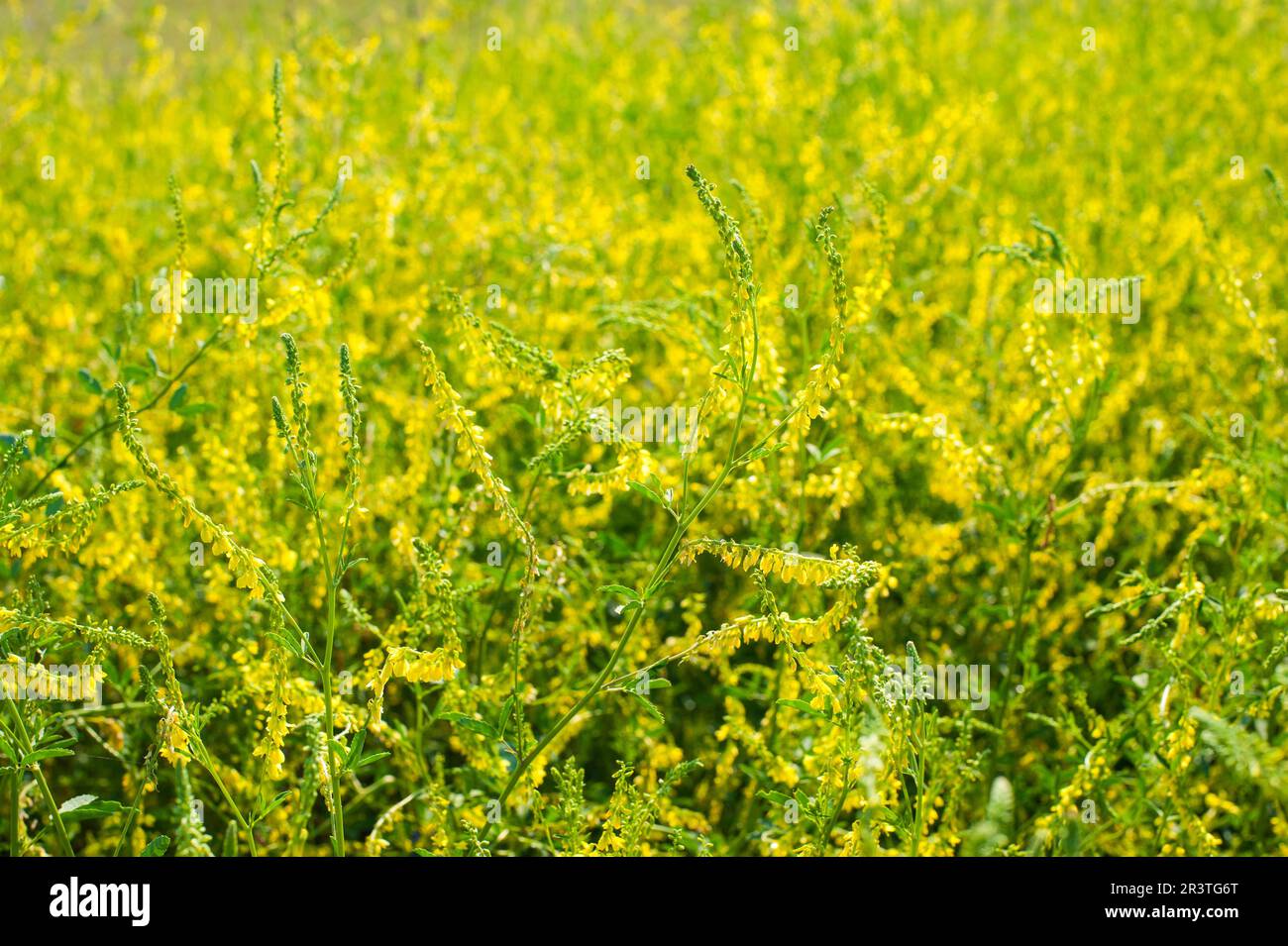 Medicinal plant: Melilotus officinalis (Yellow Sweet Clower Stock Photo ...