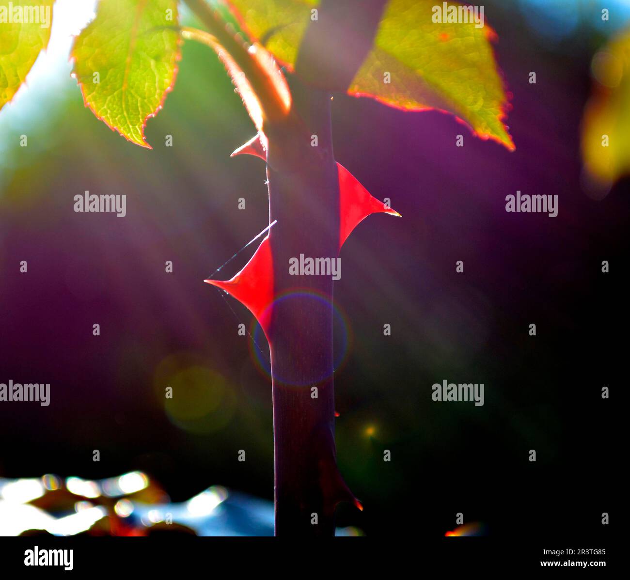 Rose thorns hi-res stock photography and images - Alamy