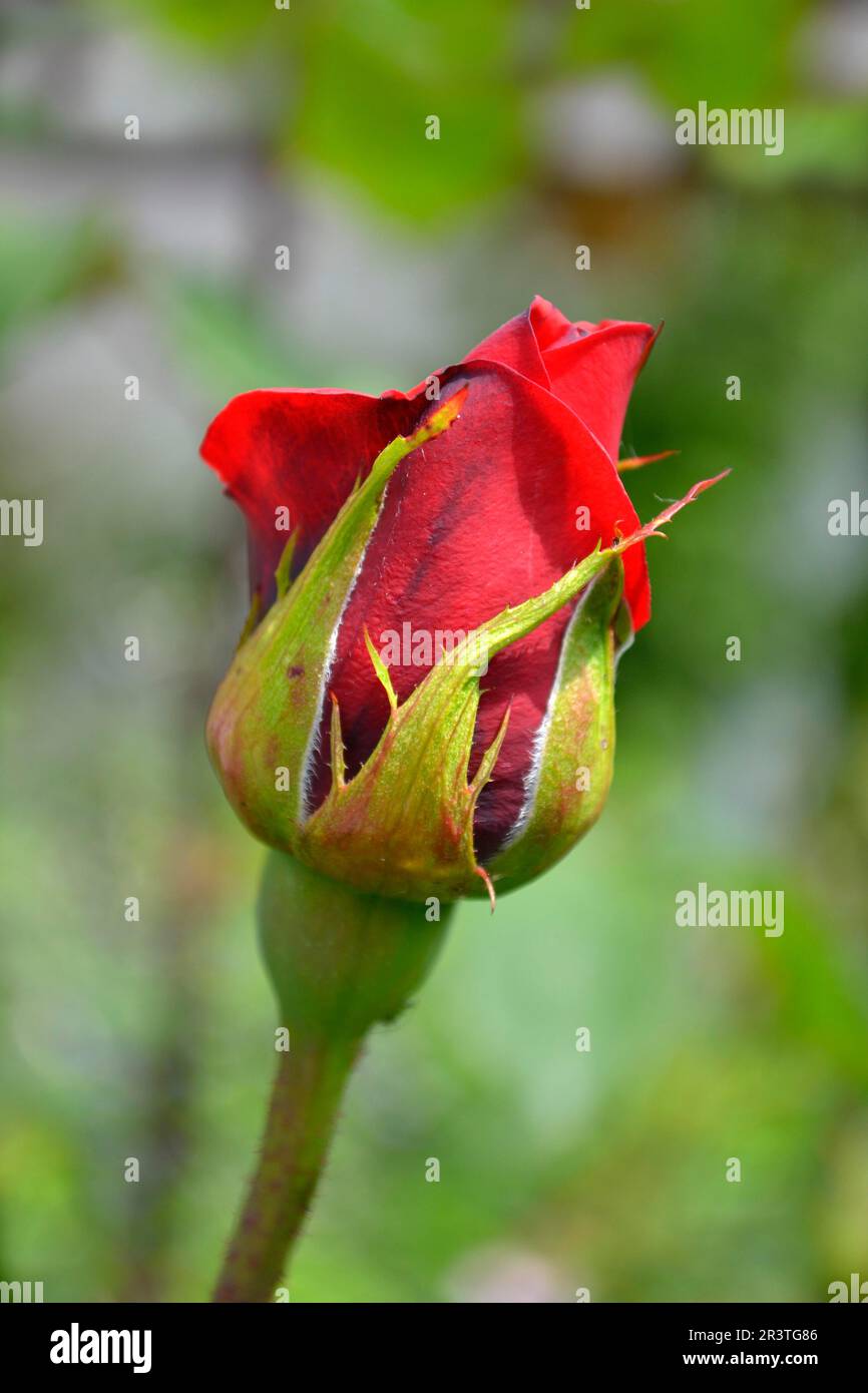 Red shrub rose flowering in the garden, single flowering Stock Photo ...