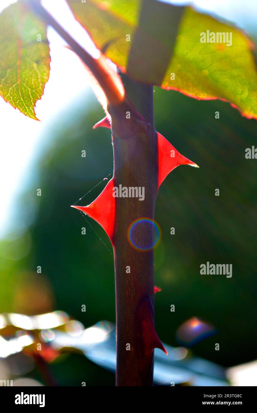 Rose thorns hi-res stock photography and images - Alamy