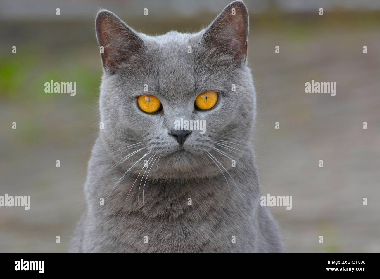 Carthusian, Cat Head Portrait Stock Photo - Alamy
