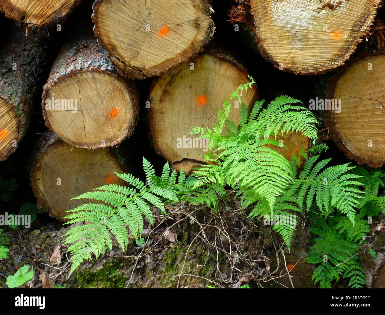 Wood store with fern in the forest Stock Photo - Alamy