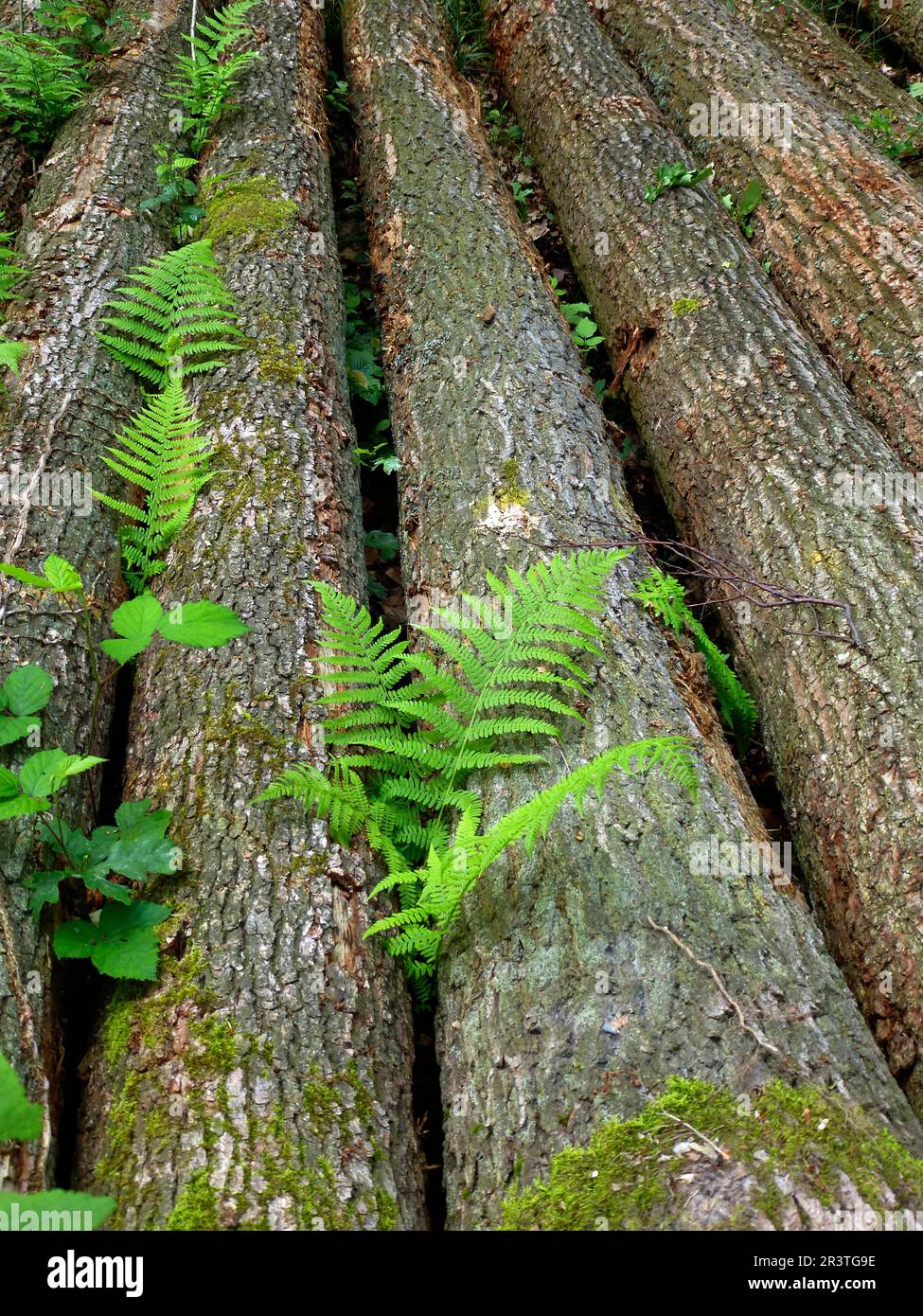 Tree trunks with fern in the forest Stock Photo - Alamy