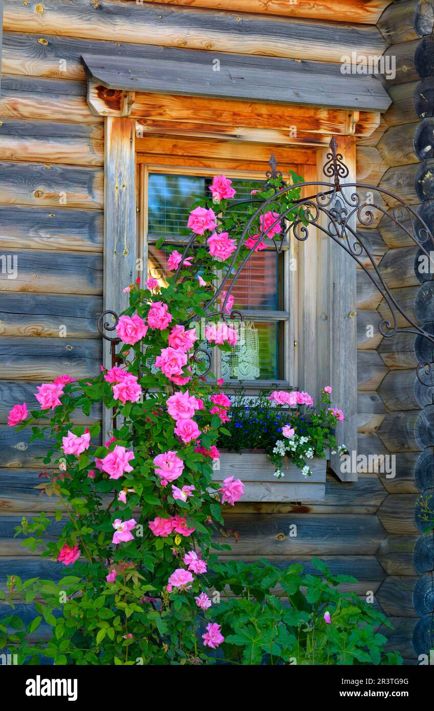 Pink climbing roses flowering on house wall, climbing roses on window, wooden house Stock Photo ...