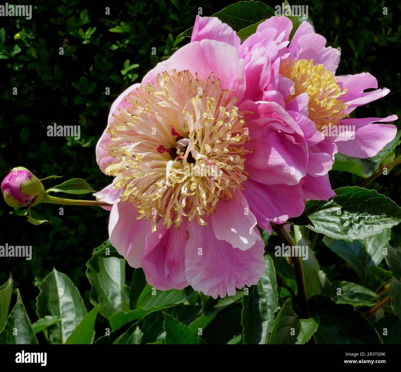 Peonies flowering in the garden, Chinese peony (Paeonia lactiflora ...