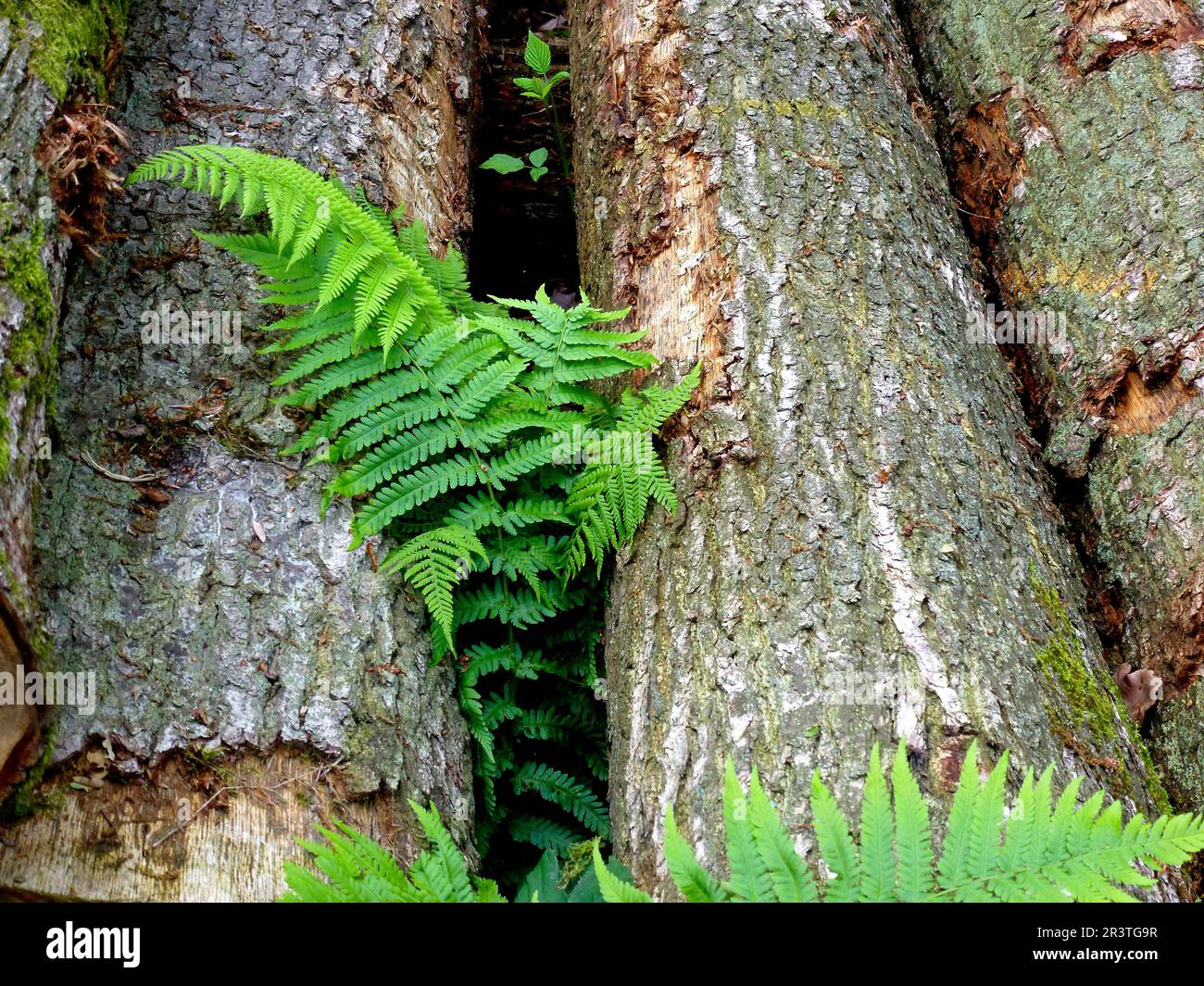 Tree trunks with fern in the forest Stock Photo - Alamy