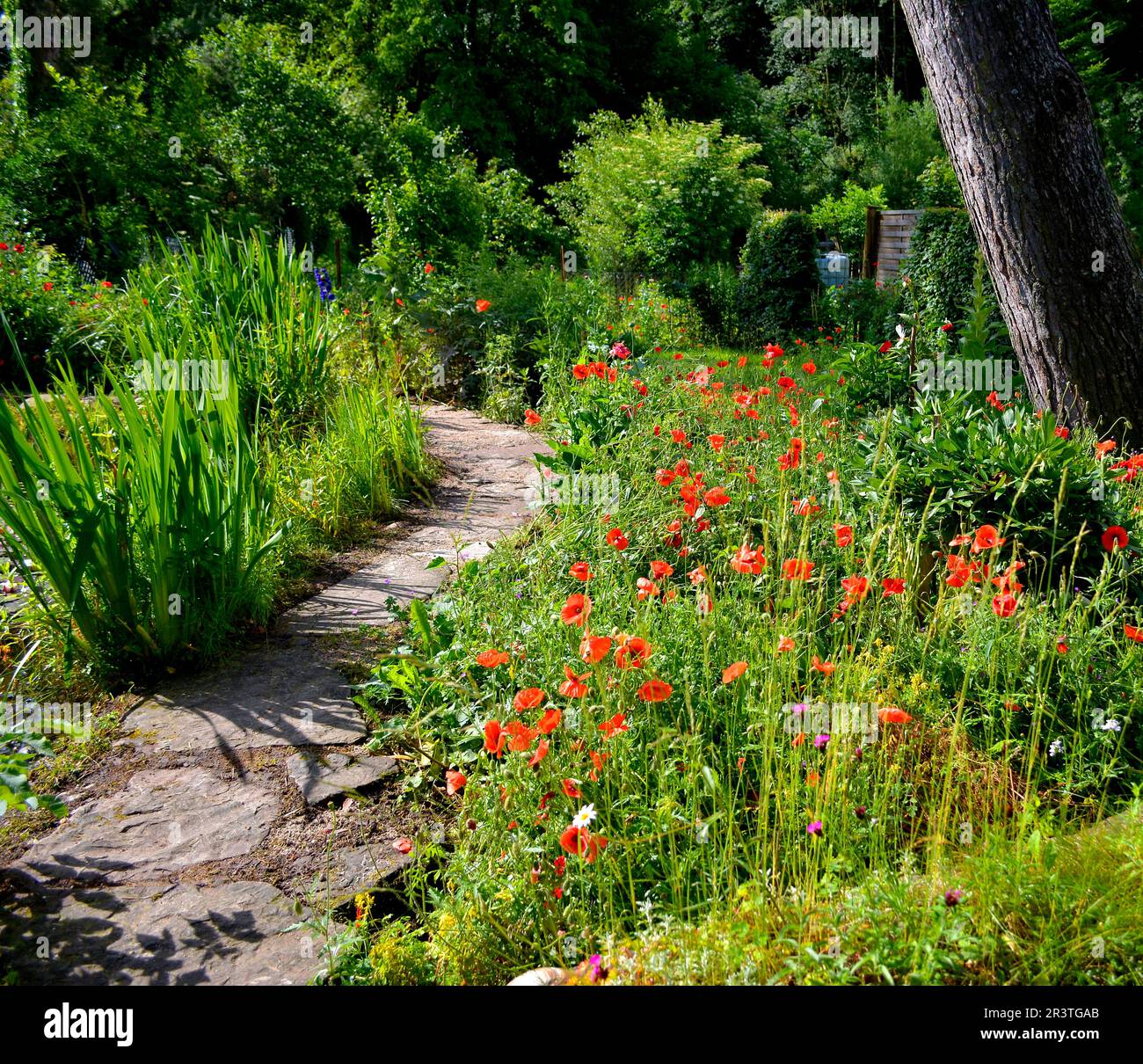 Nature Garden Corn Poppy Flowering, Garden Path Stock Photo - Alamy