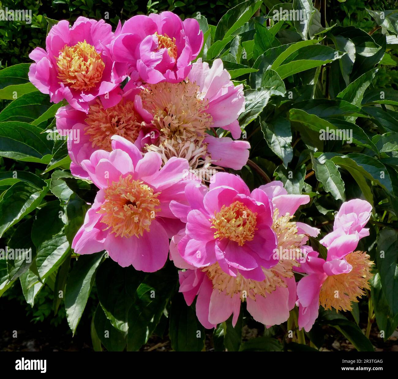 Peonies flowering in the garden, Chinese peony (Paeonia lactiflora ...