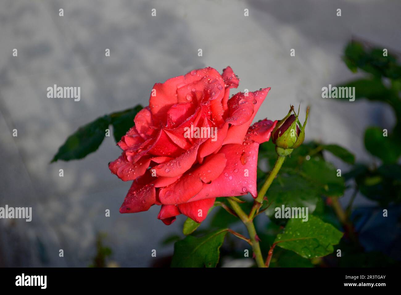 Red shrub, rose in the garden flowering with water drops Stock Photo ...