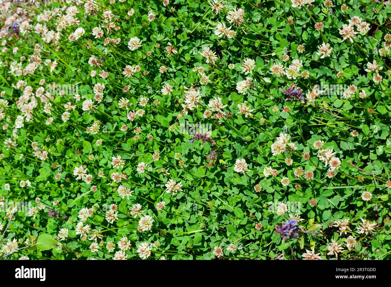 Medicinal plant: White clover Stock Photo - Alamy