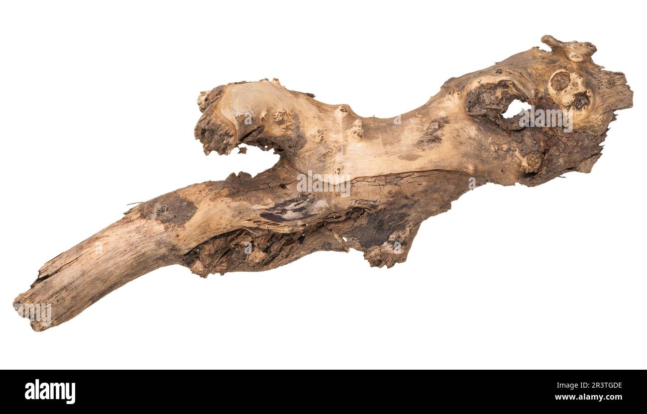 Artistic tree trunk Cut Out Stock Images & Pictures - Alamy