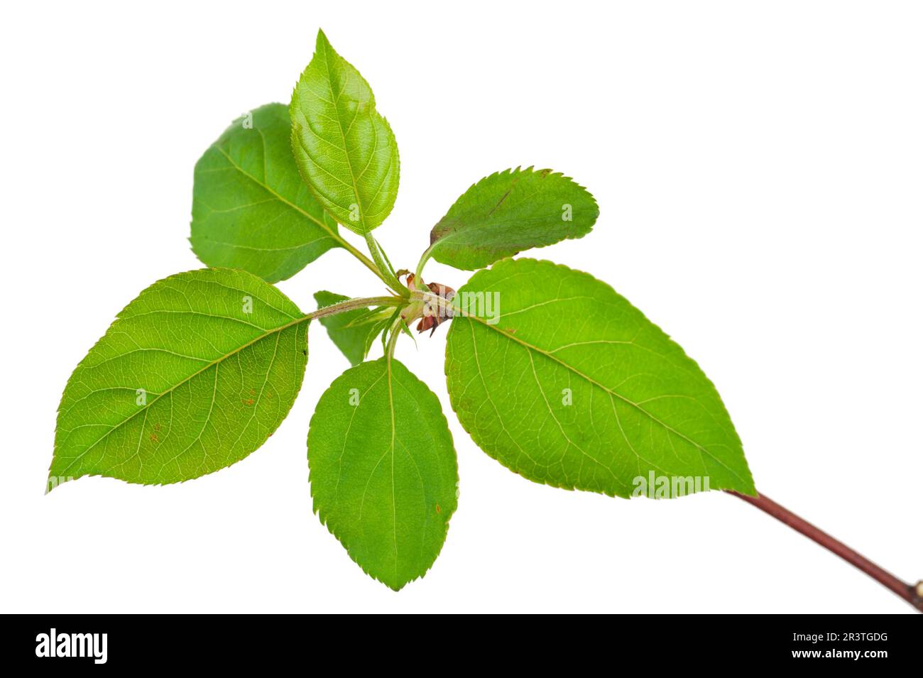 Young green sprout of apple-tree with leaf Stock Photo - Alamy