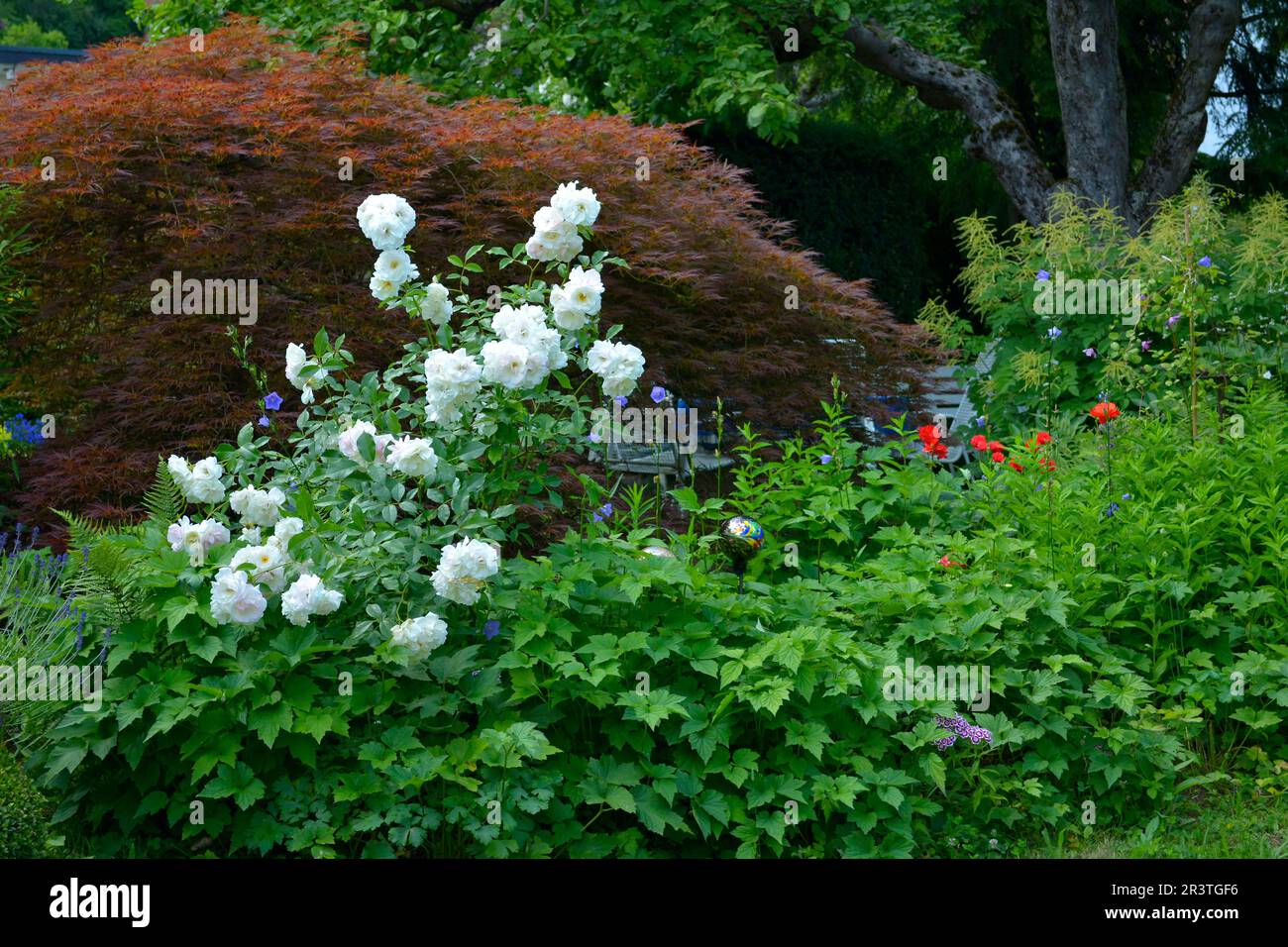 Perennial white rose plant hi-res stock photography and images - Alamy