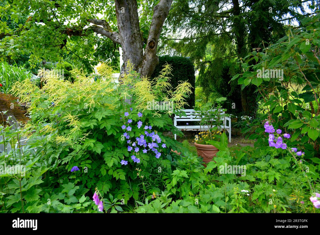 White garden bench, perennial garden in bloom, apple tree in garden ...