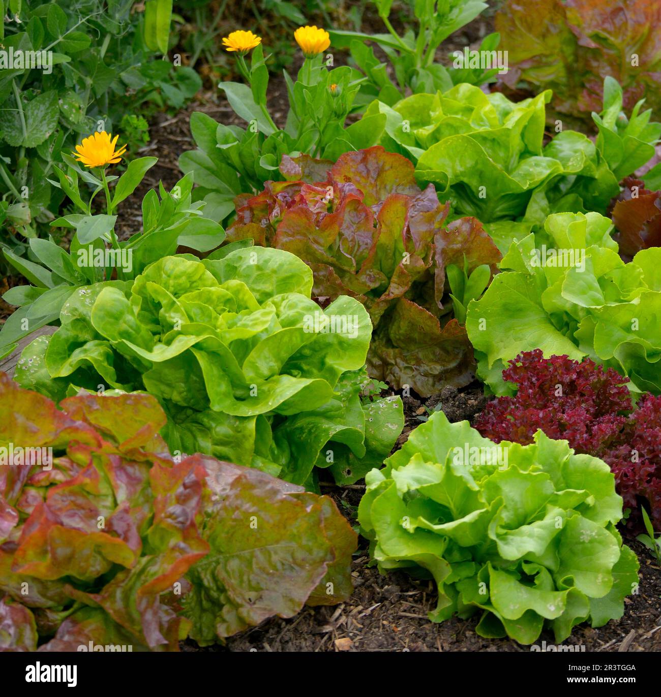 Lettuce in the garden hi-res stock photography and images - Alamy