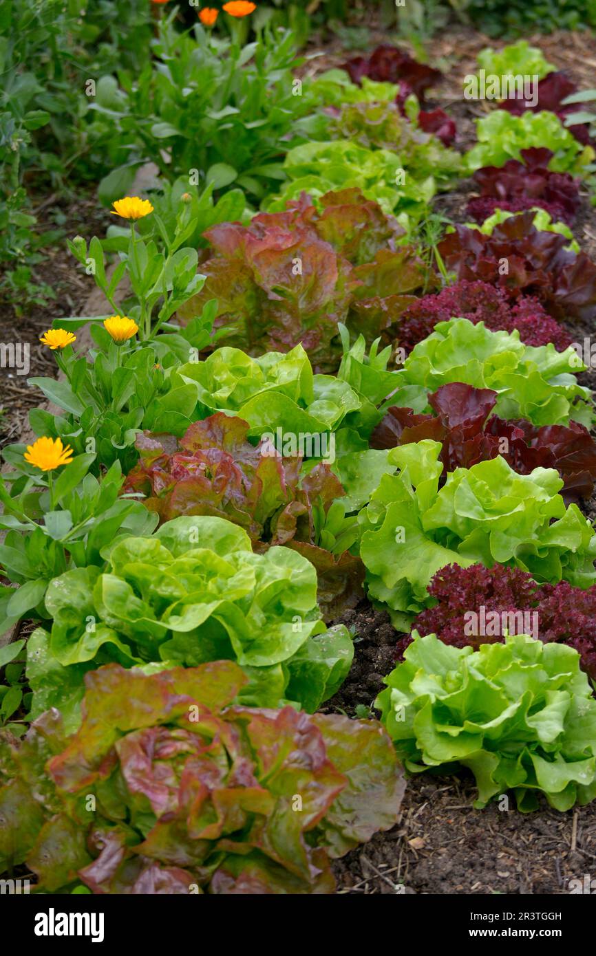 Lettuce in the garden hi-res stock photography and images - Alamy