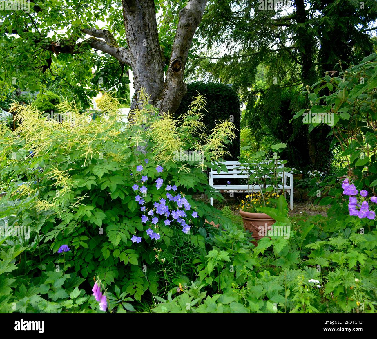 White garden bench, perennial garden in bloom, apple tree in garden ...