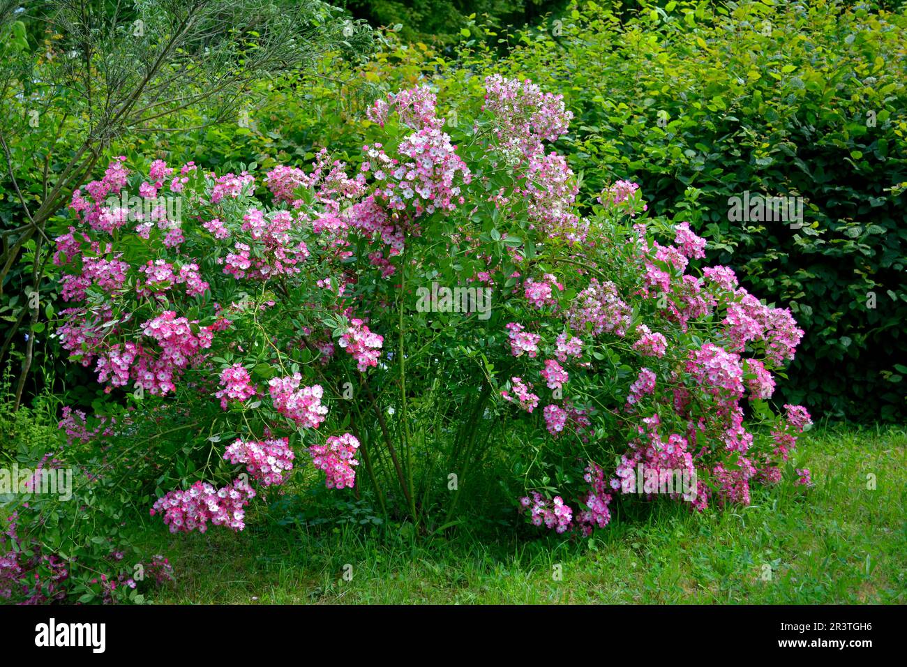 Small shrub rose hi-res stock photography and images - Alamy