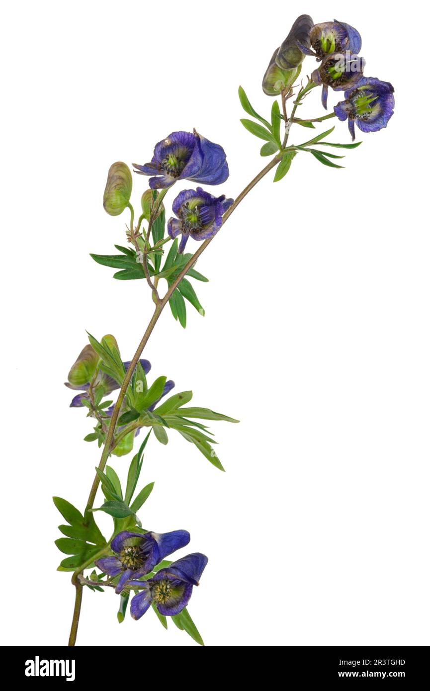 Medicinal plant: Aconite Stock Photo - Alamy
