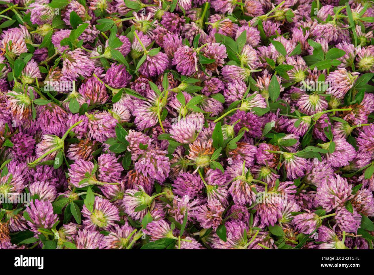 Clovers clover hi-res stock photography and images - Alamy