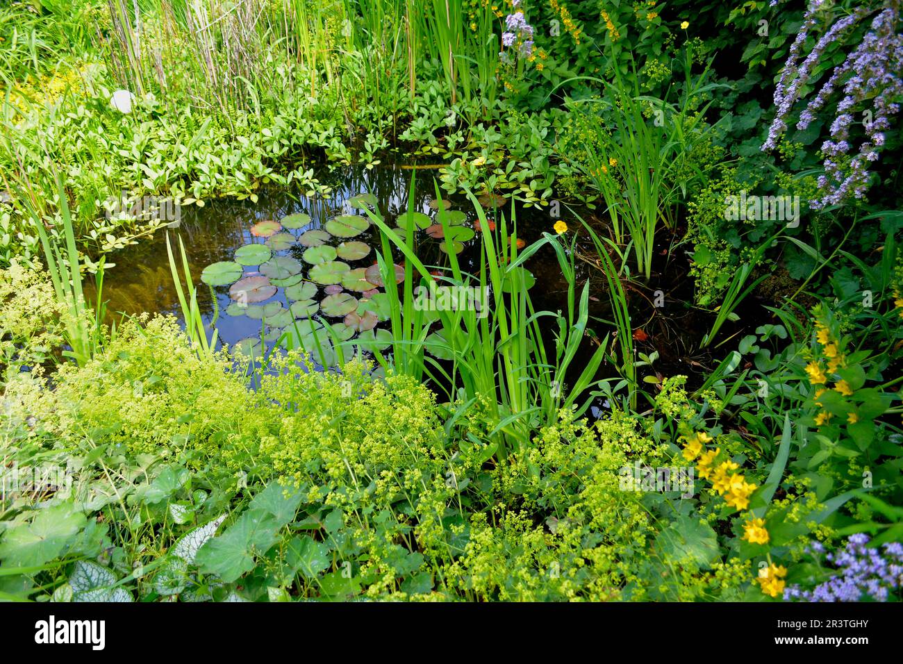 Summer garden pond hi-res stock photography and images - Alamy