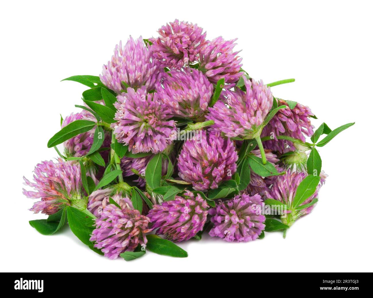 Closeup fresh red clover Cut Out Stock Images & Pictures - Alamy