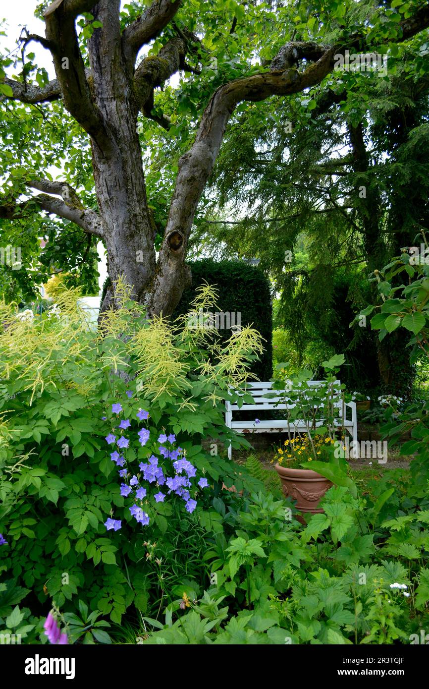 White garden bench, perennial garden in bloom, apple tree in garden ...