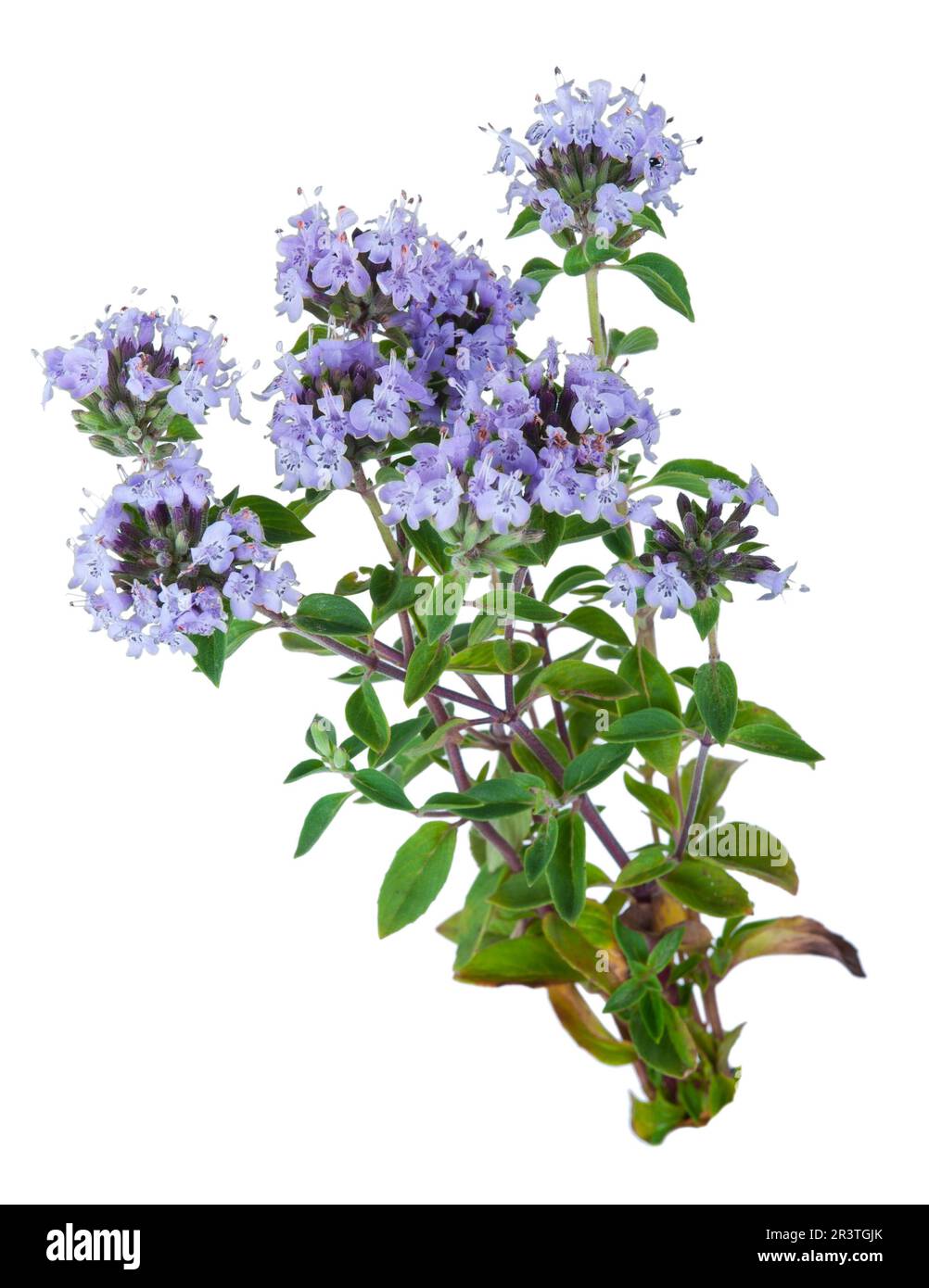 Medicinal plant: Thyme Stock Photo - Alamy