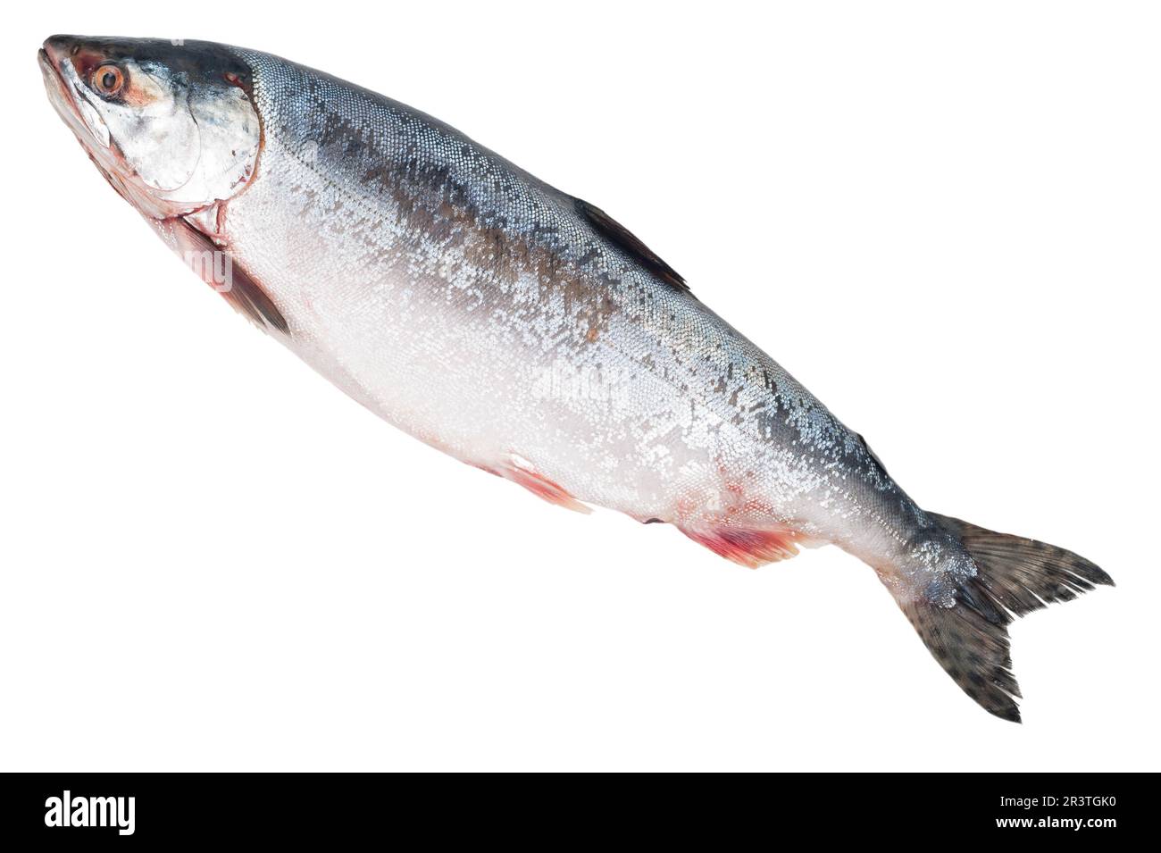 Fresh-frozen fish pink salmon Stock Photo - Alamy