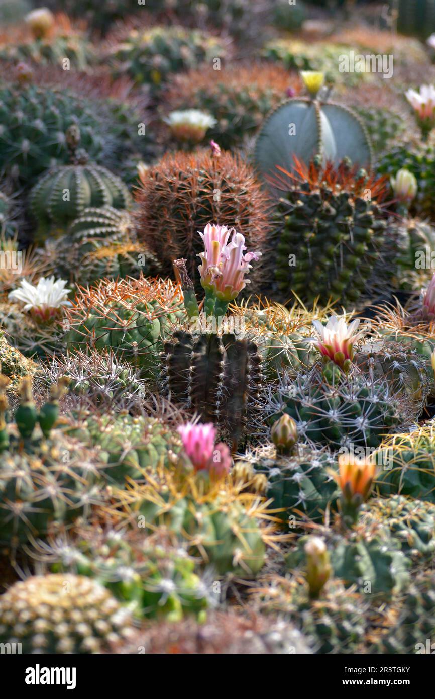 Cacti collection, various cacti Stock Photo - Alamy
