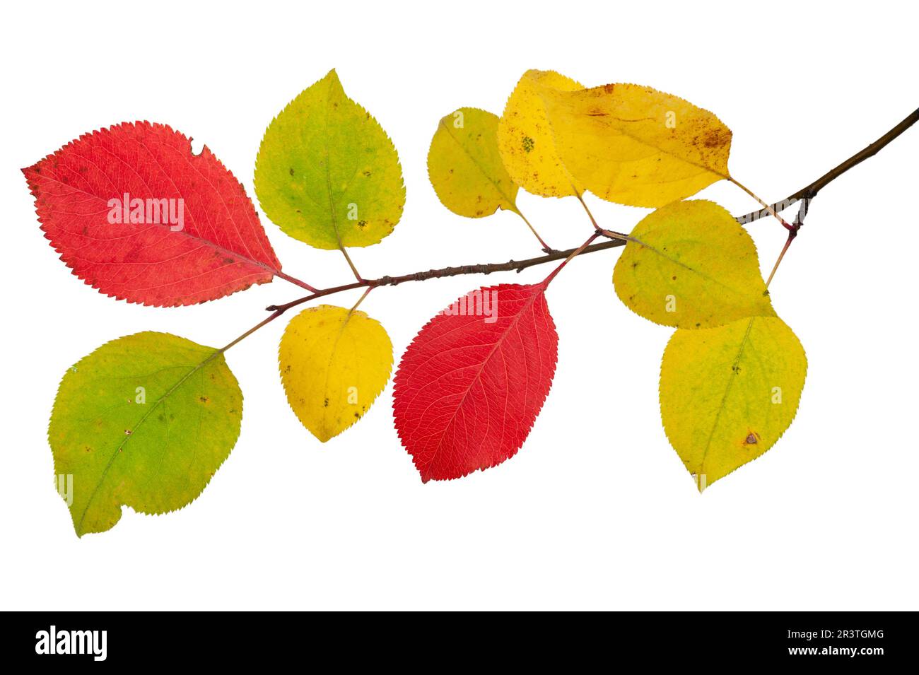 Branch of an apple tree with autumn leaves Stock Photo - Alamy